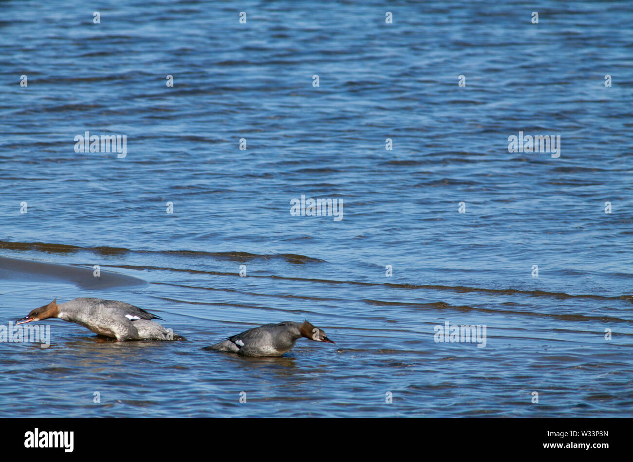 Mergansers, goosander on the waterfront. Active on the basis of sand ...