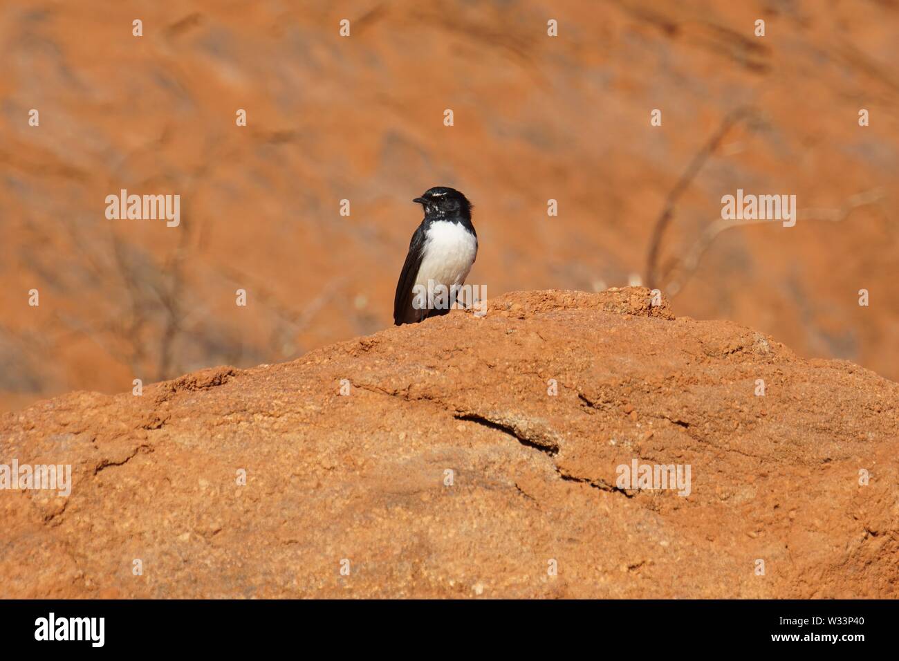 Bright-eyed, tiny black and white Willie Wagtail Bird perched on an ...