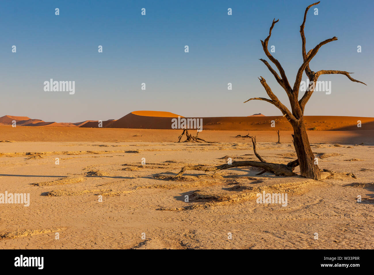 Lone tree in the baked desert Stock Photo - Alamy