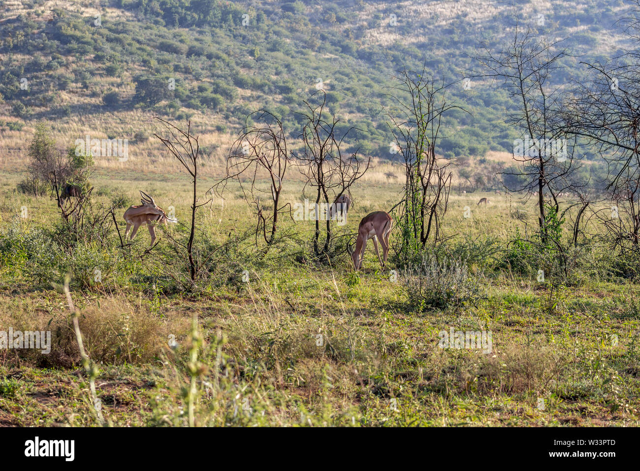 Impala aepyceros melampus pilanesberg hi-res stock photography and ...