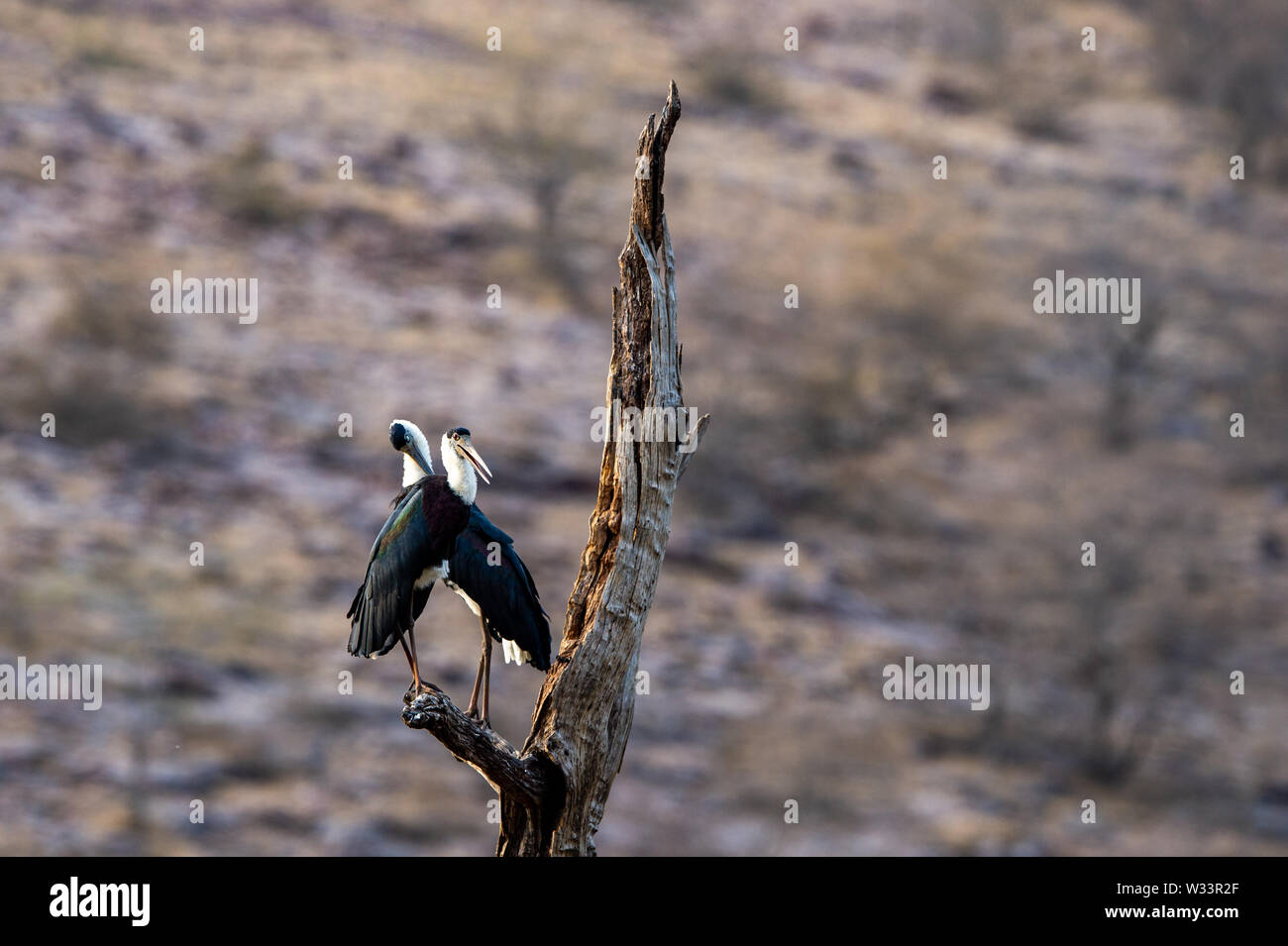 Asian woolly-necked stork or Asian whitenecked stork bird pair on a ...