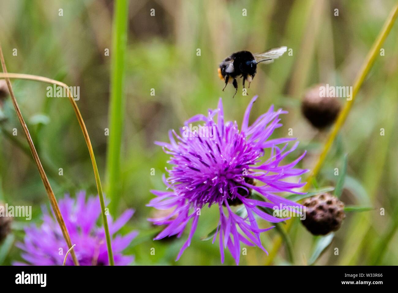 Bluehwiese hi-res stock photography and images - Alamy