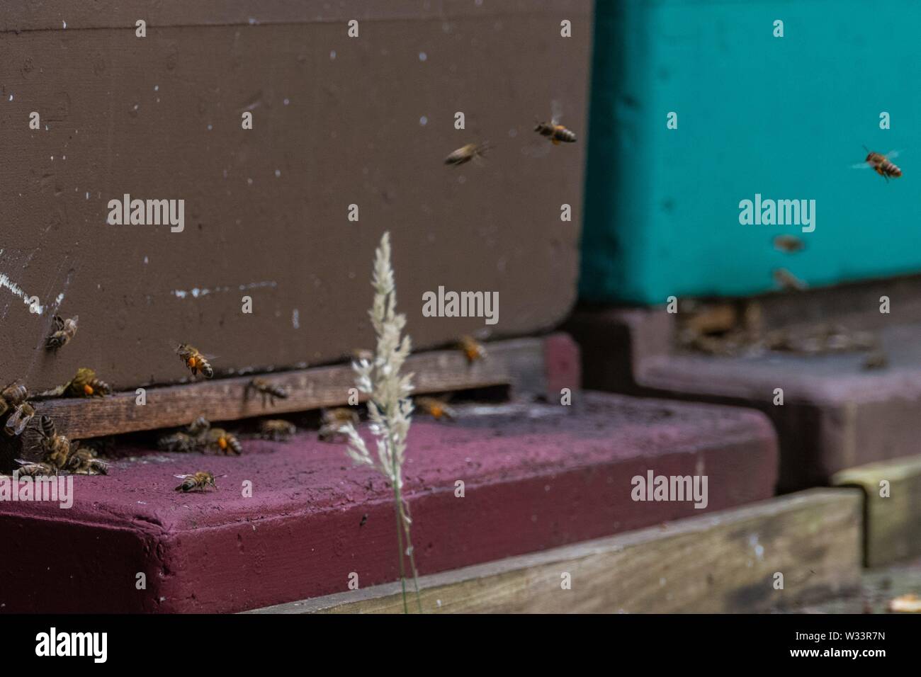 Bluehwiese hi-res stock photography and images - Alamy