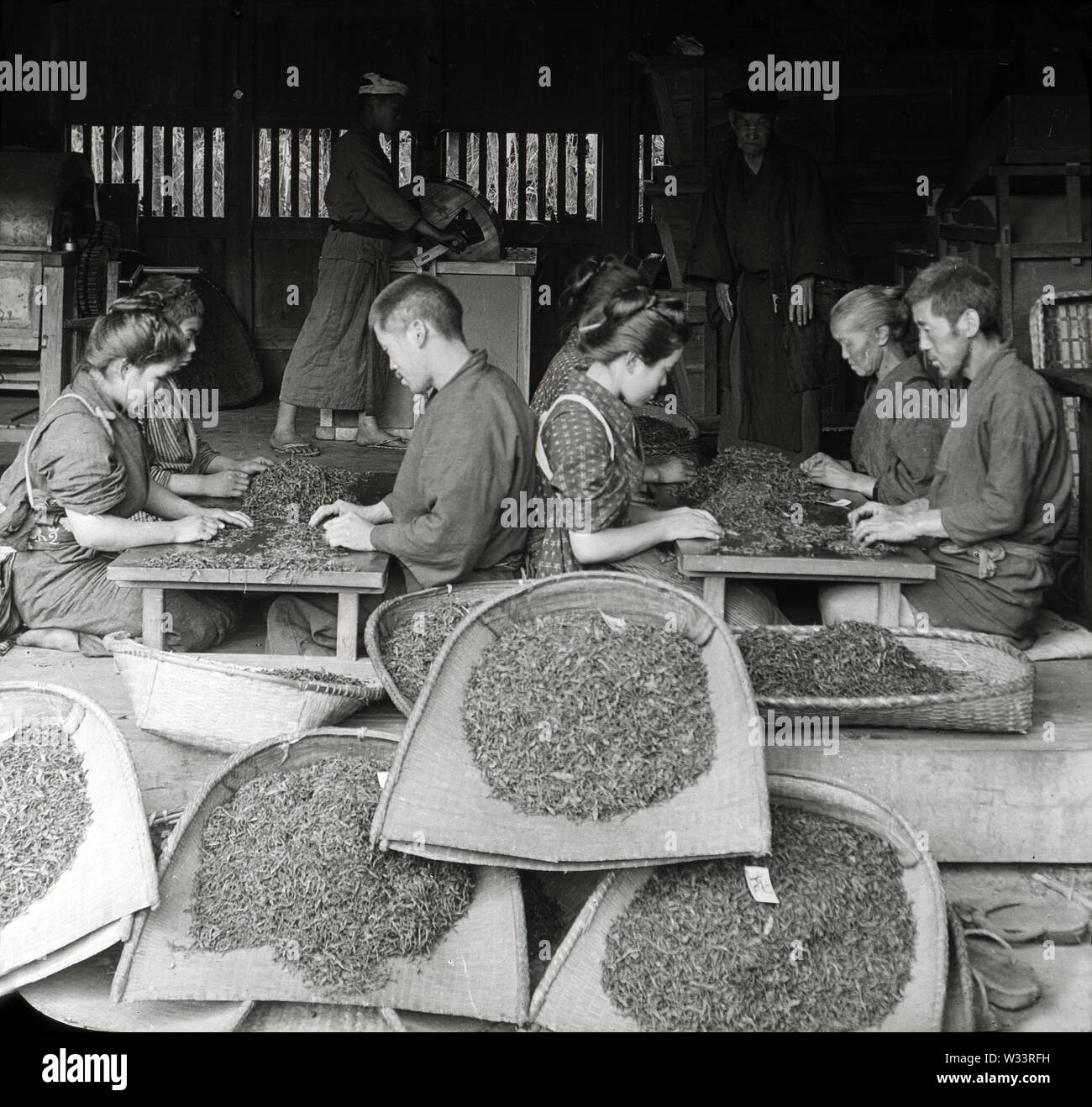 [ 1900s Japan - Sorting Tea Leaves ] — A group of women and men sorting ...