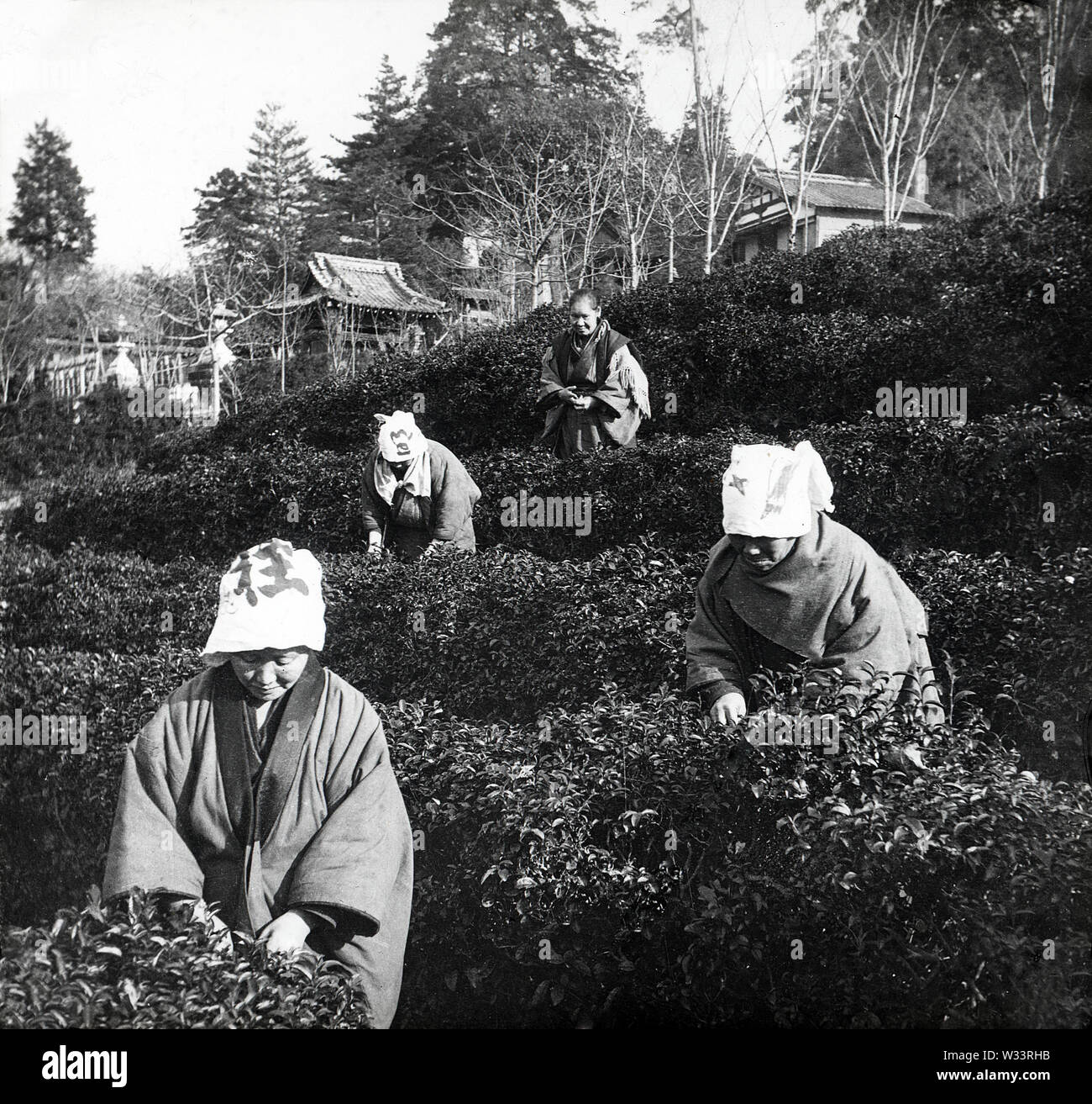 [ 1900s Japan - Japanese Tea Pickers ] — Tea pickers in kimono, wearing ...