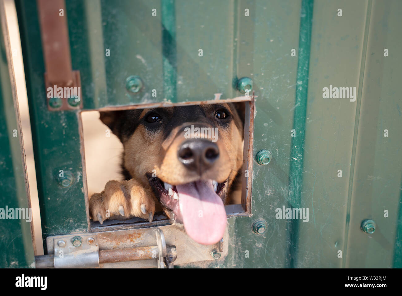 Photo of dog's face sticking out of window in fence in afternoon Stock ...