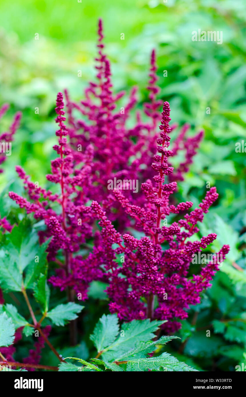 Pink astilbe grows in garden Stock Photo - Alamy