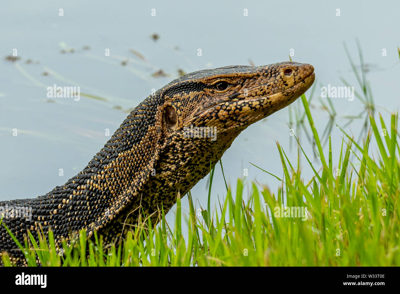 Asian water monitor lizard lifting up head on river bank Stock Photo ...