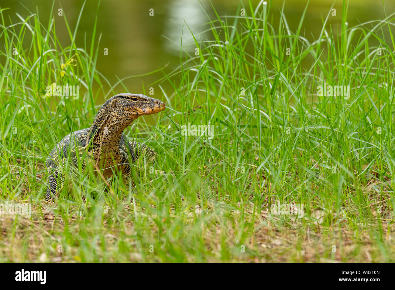Asian water monitor lizard walking up from river Stock Photo - Alamy