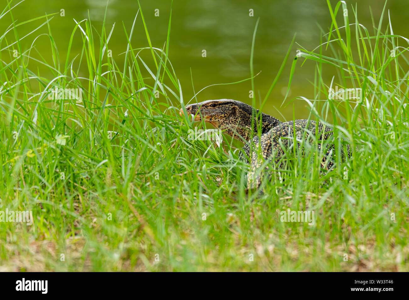 Asian water monitor lizard walking toward river Stock Photo - Alamy