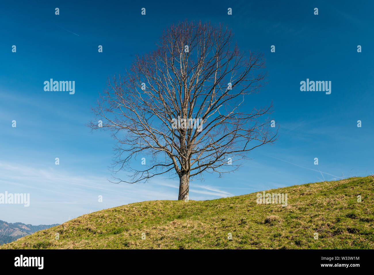 lonely tree on a hill in Trub, Emmental Stock Photo - Alamy