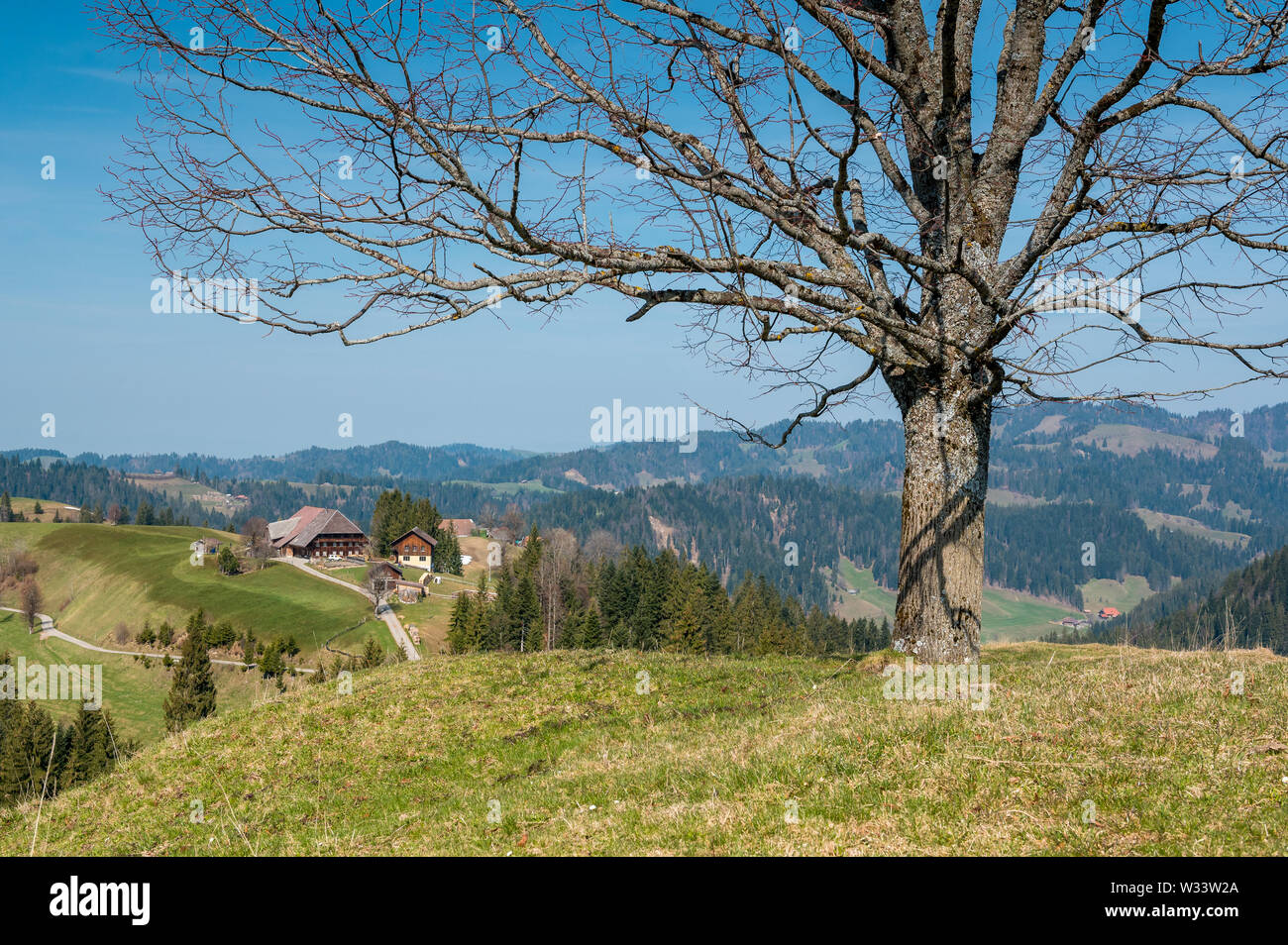 lonely tree on a hill with a farm in Trub, Emmental Stock Photo - Alamy
