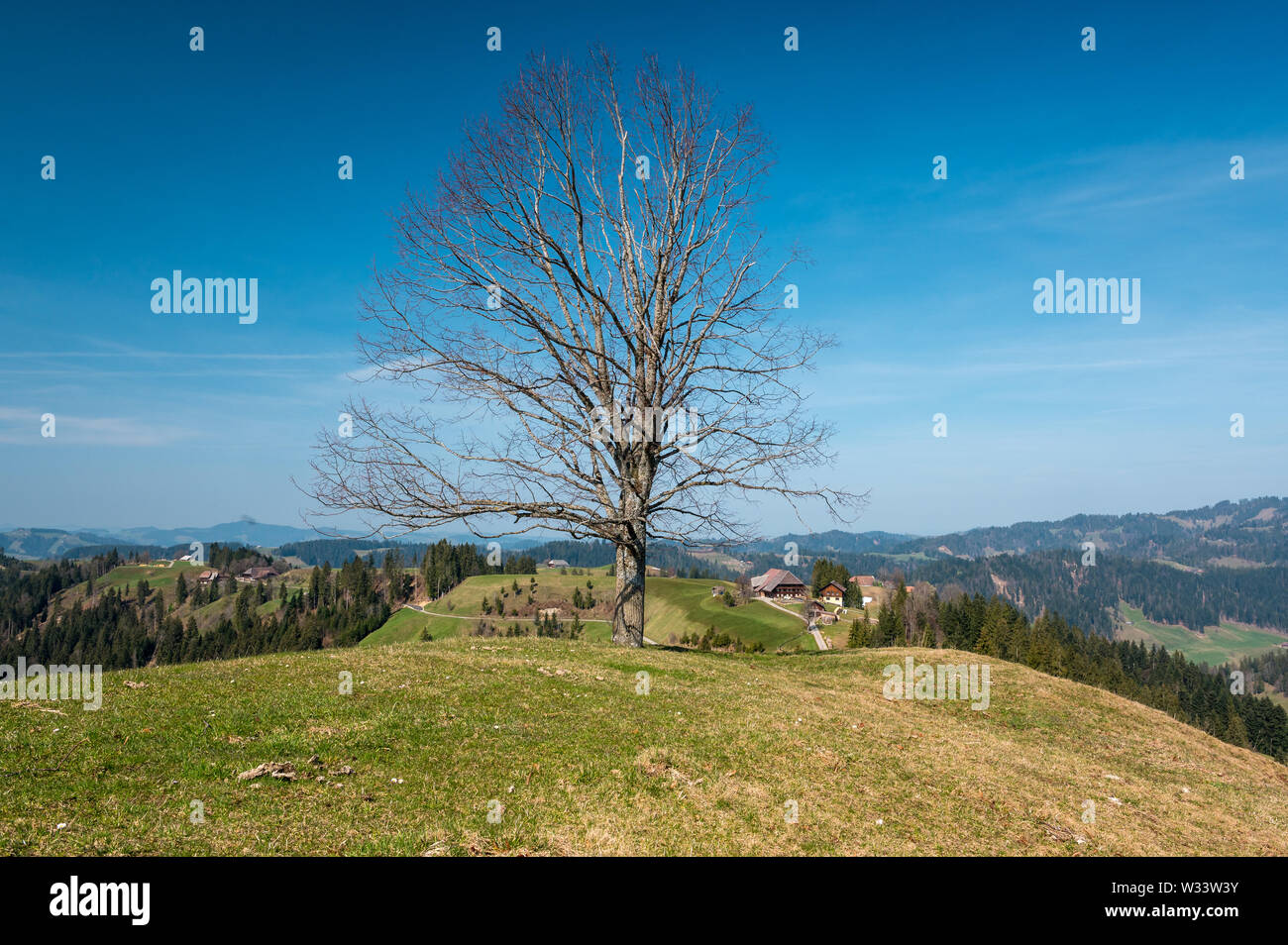 lonely tree on a hill with a farm in Trub, Emmental Stock Photo - Alamy