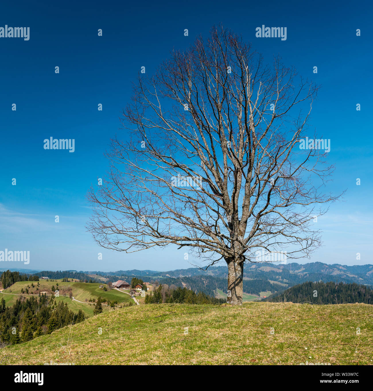 Lonely tree on a hill hi-res stock photography and images - Alamy
