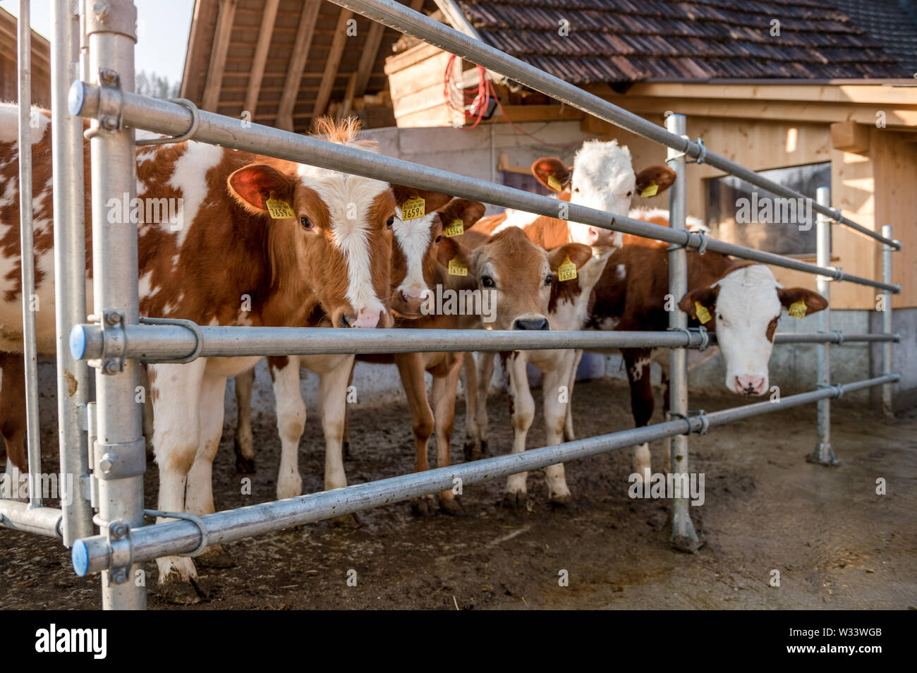 cute young swiss cows on a farm Stock Photo - Alamy