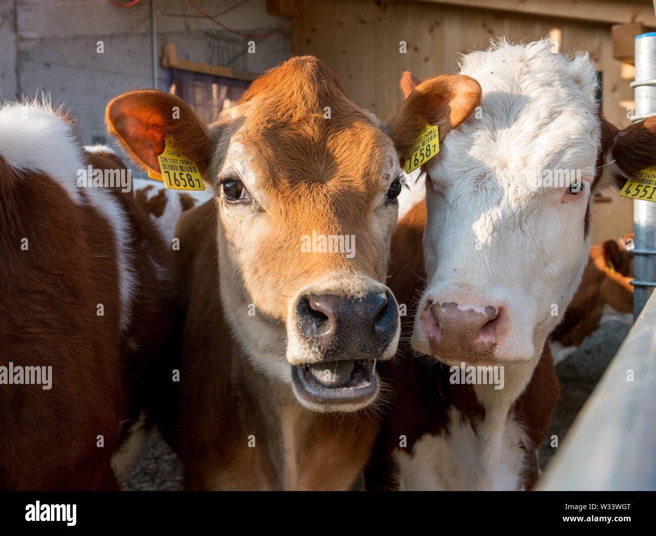 cute young swiss cows on a farm Stock Photo - Alamy