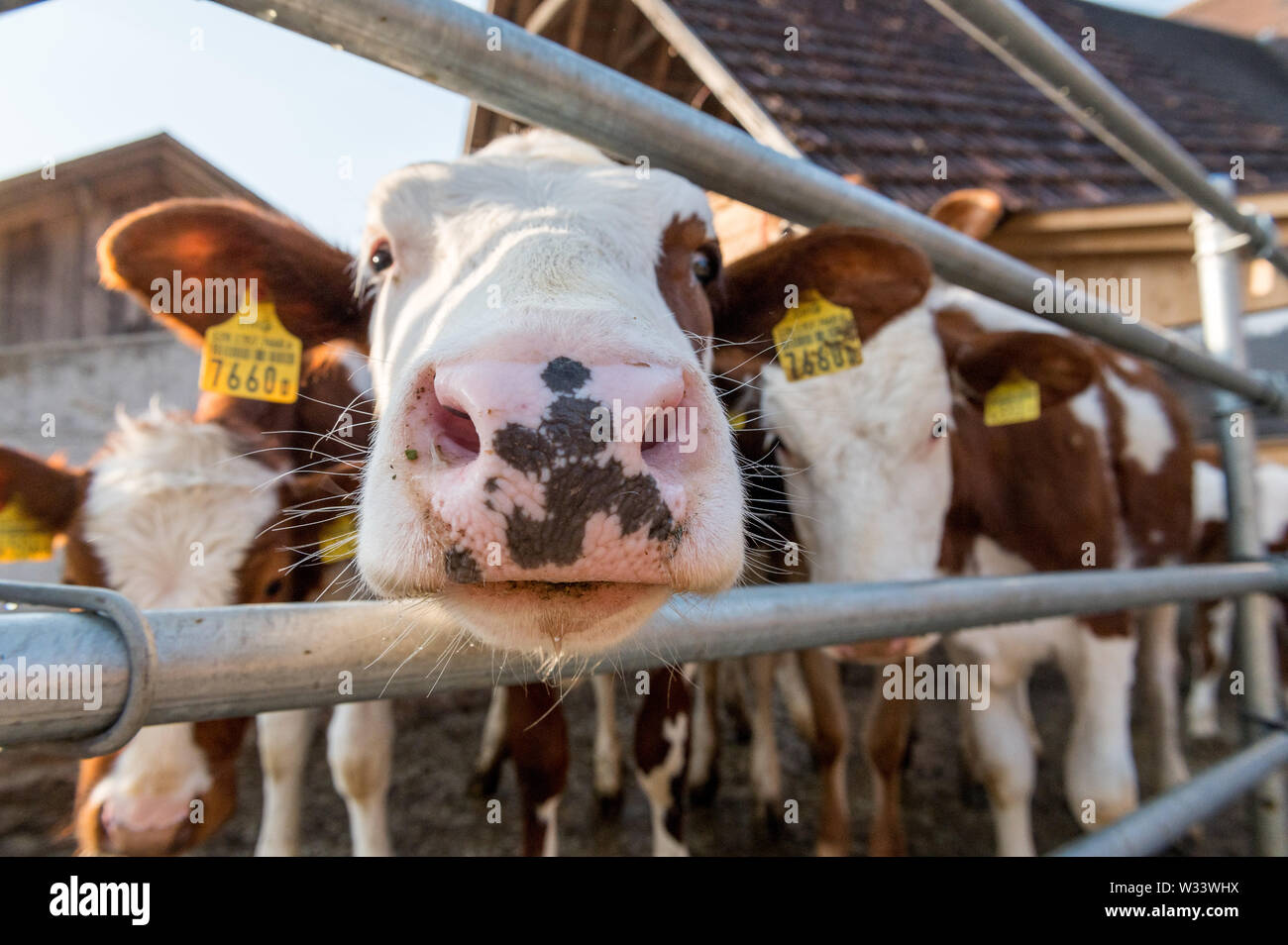 Swiss cattle farmer hi-res stock photography and images - Alamy