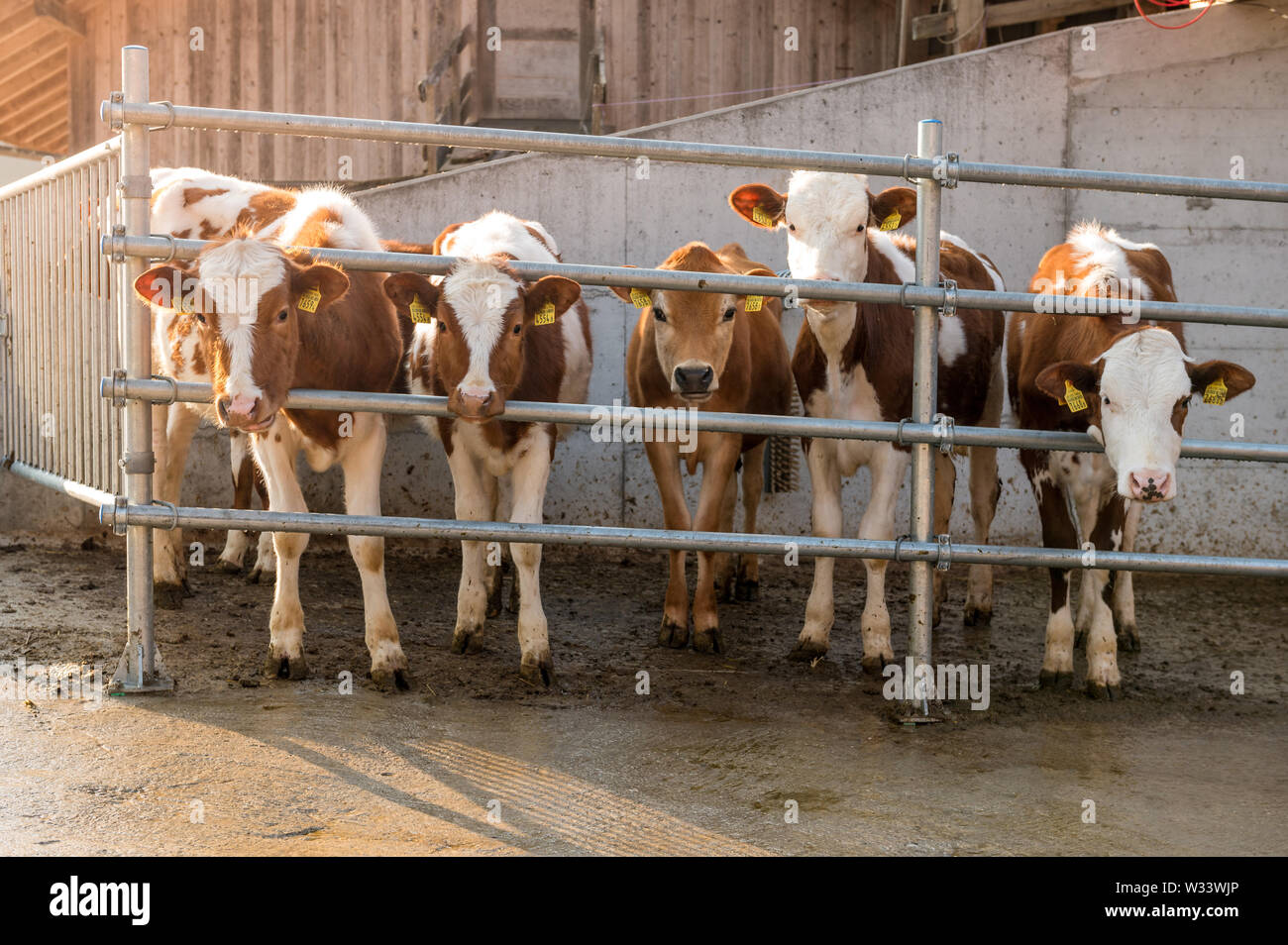 cute young swiss cows on a farm Stock Photo - Alamy