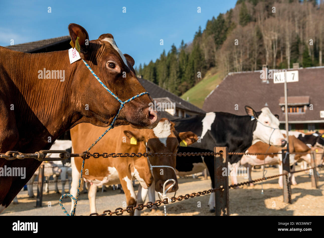 row of cows on a livestock show in Trub, Emmental Stock Photo - Alamy