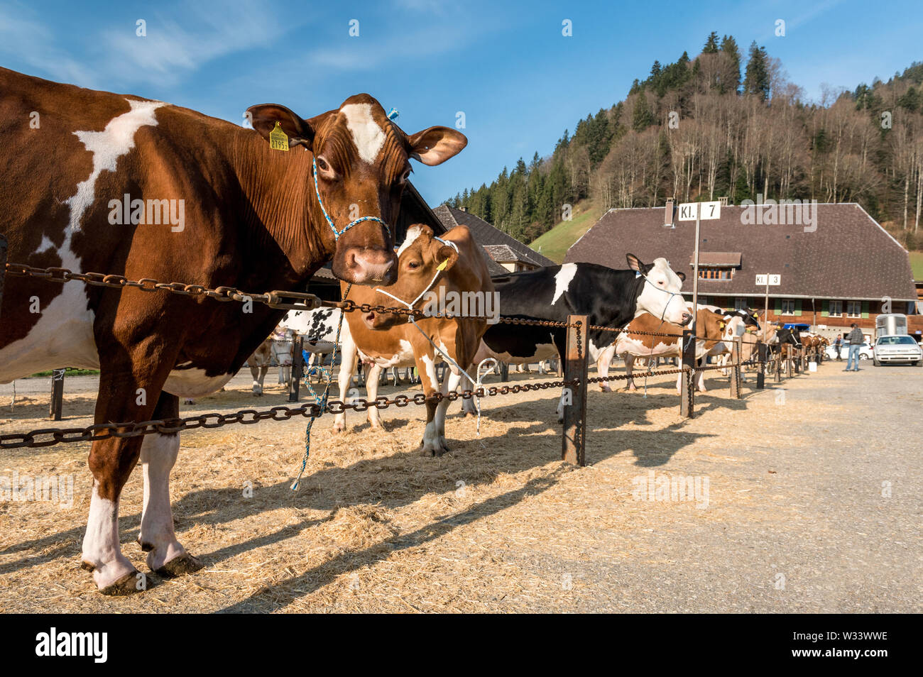 row of cows on a livestock show in Trub, Emmental Stock Photo - Alamy