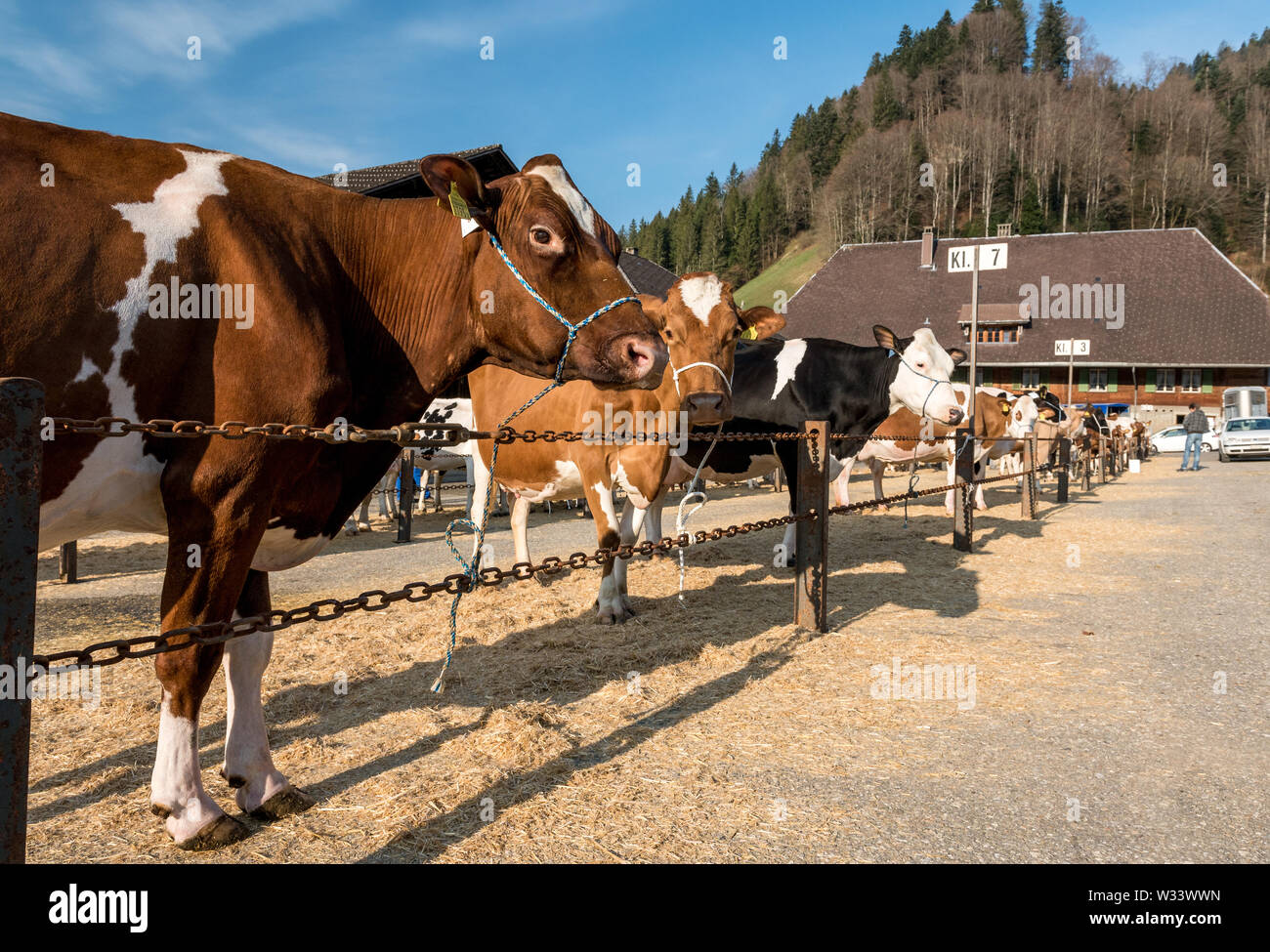 row of cows on a livestock show in Trub, Emmental Stock Photo - Alamy