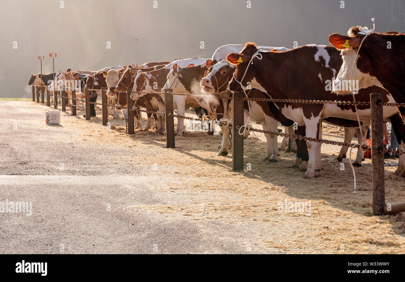 row of cows on a livestock show in Trub, Emmental Stock Photo - Alamy