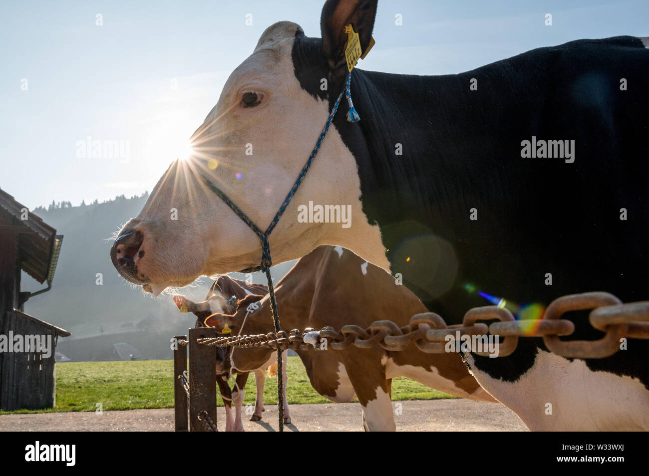 row of cows on a livestock show in Trub, Emmental Stock Photo - Alamy