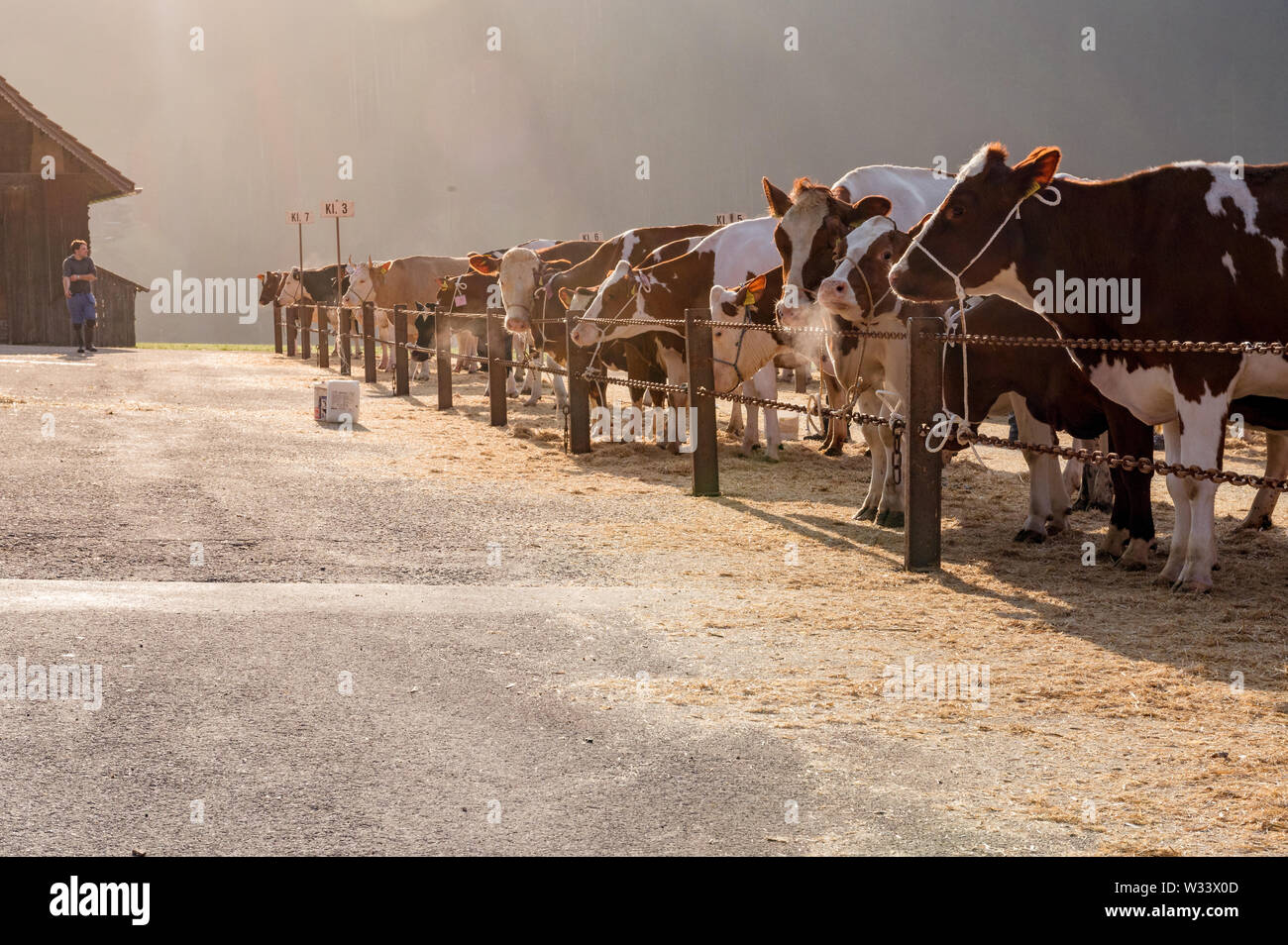row of cows on a livestock show in Trub, Emmental Stock Photo - Alamy