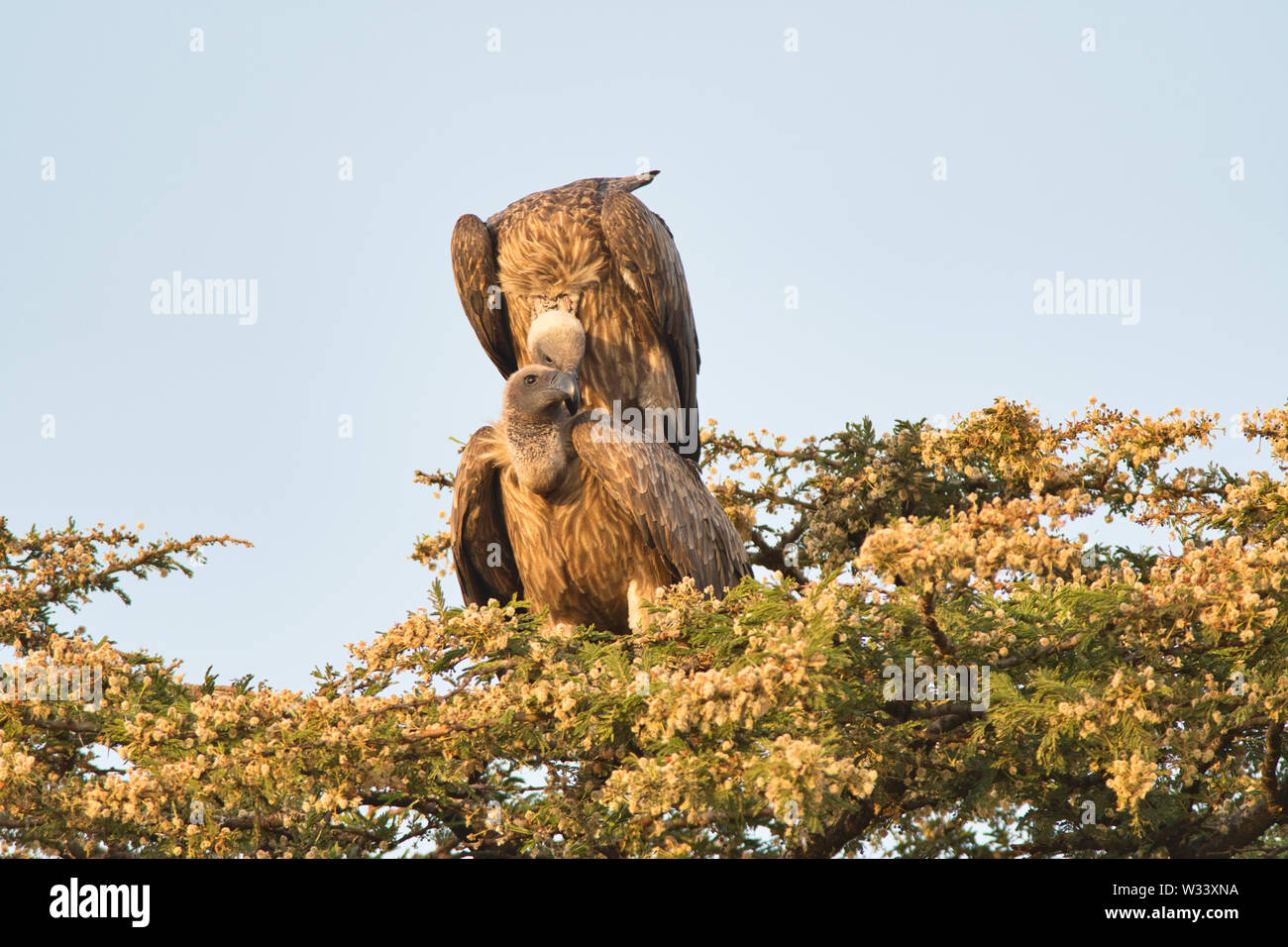Griffon Vulture Mating High Resolution Stock Photography and Images - Alamy