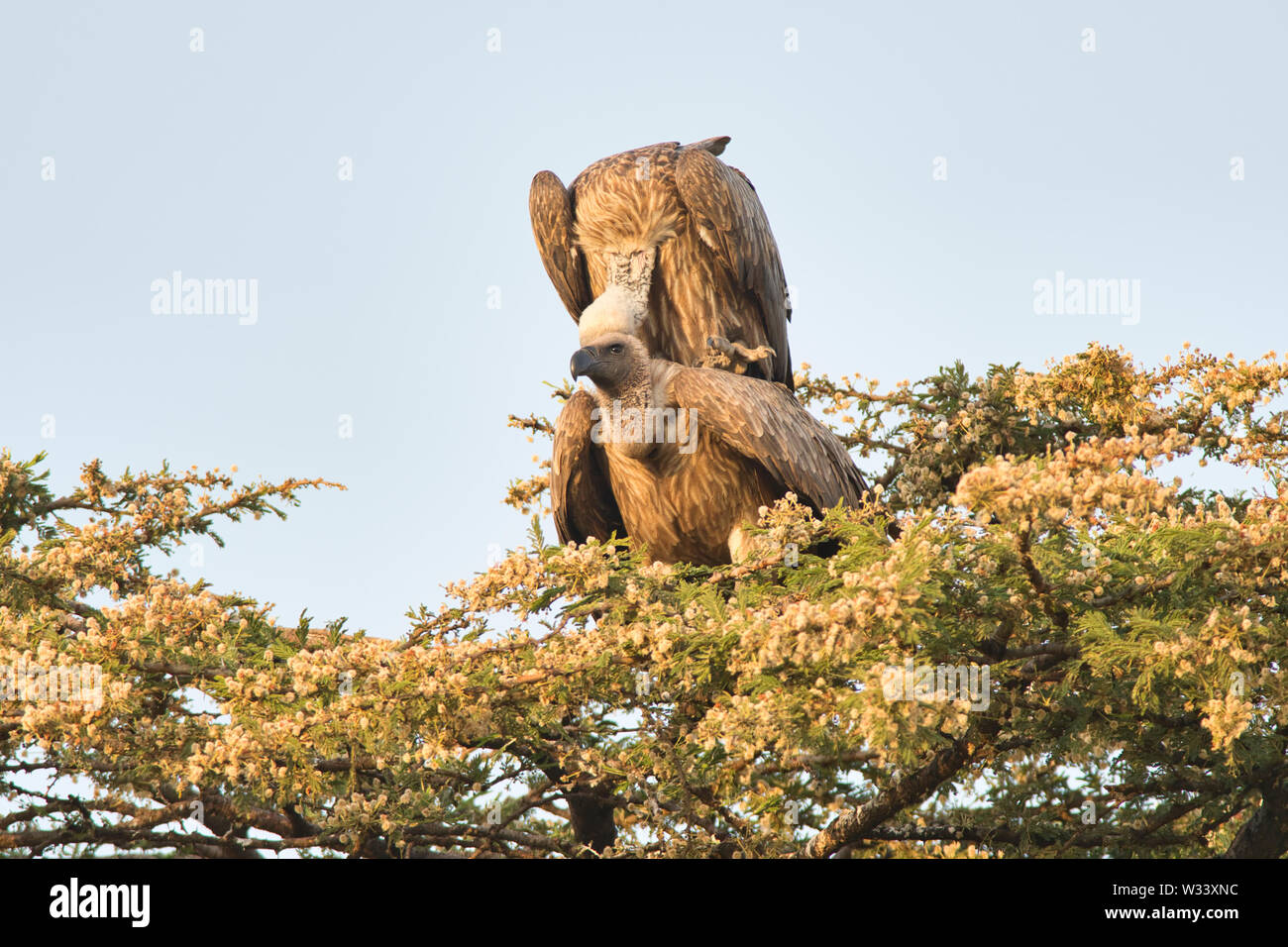 African white-backed vulture (Gyps africanus), mating pair Stock Photo ...