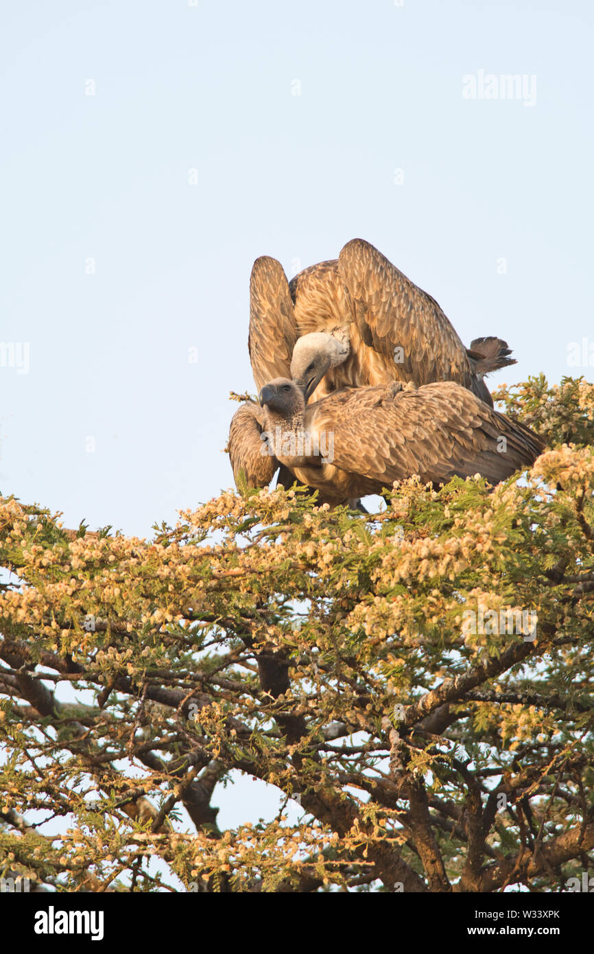 African white-backed vulture (Gyps africanus), mating pair Stock Photo ...