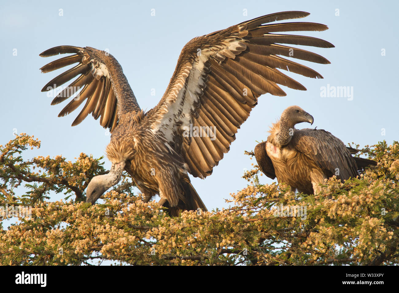 African white-backed vulture (Gyps africanus) pair shortly after mating ...