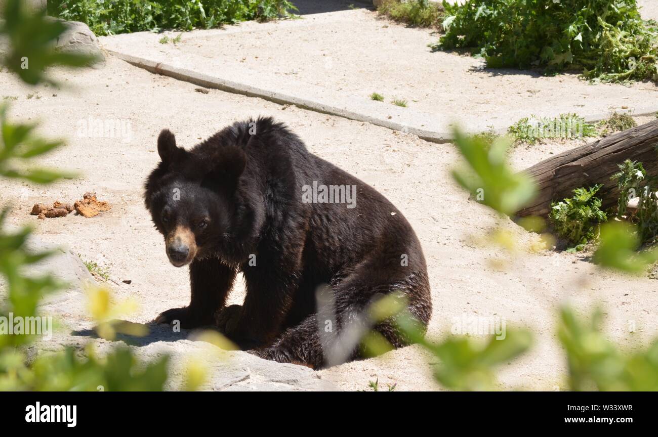 beatiful animals with hiigh definition camera Stock Photo - Alamy