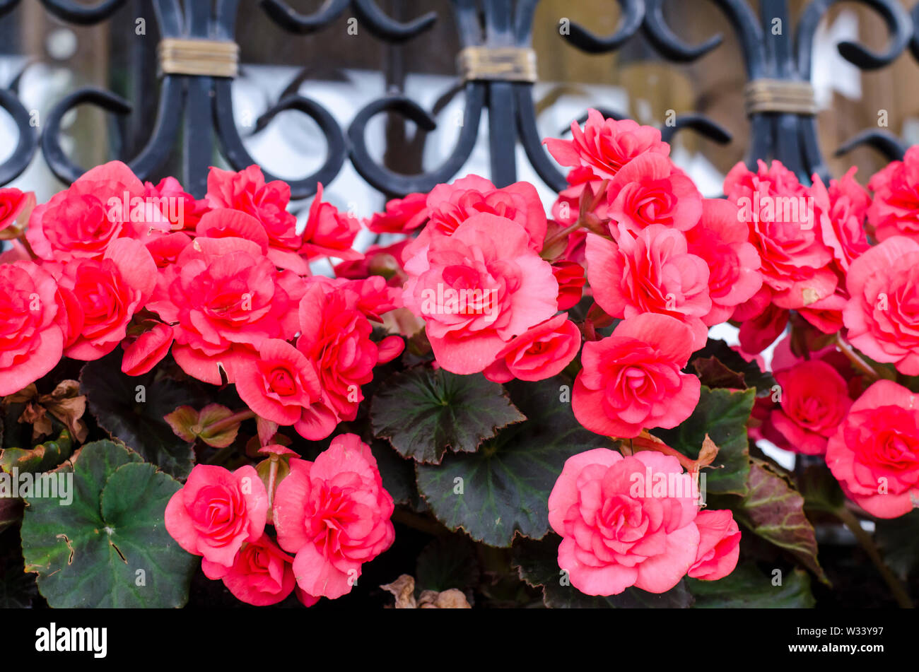 Pink flowers on background of metal window grill Stock Photo - Alamy