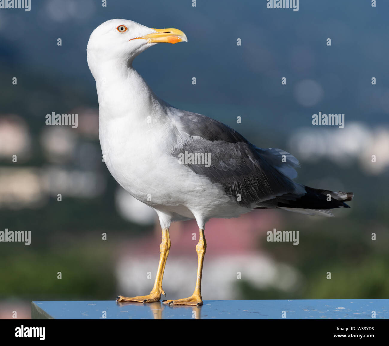 Adult black and white seagull in a nature Stock Photo - Alamy