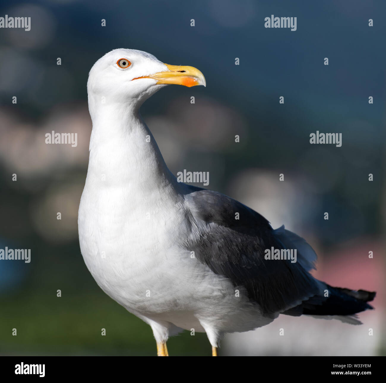 Adult black and white seagull in a nature Stock Photo - Alamy