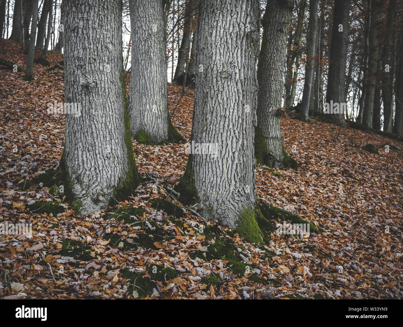 Dark trunks hi-res stock photography and images - Alamy