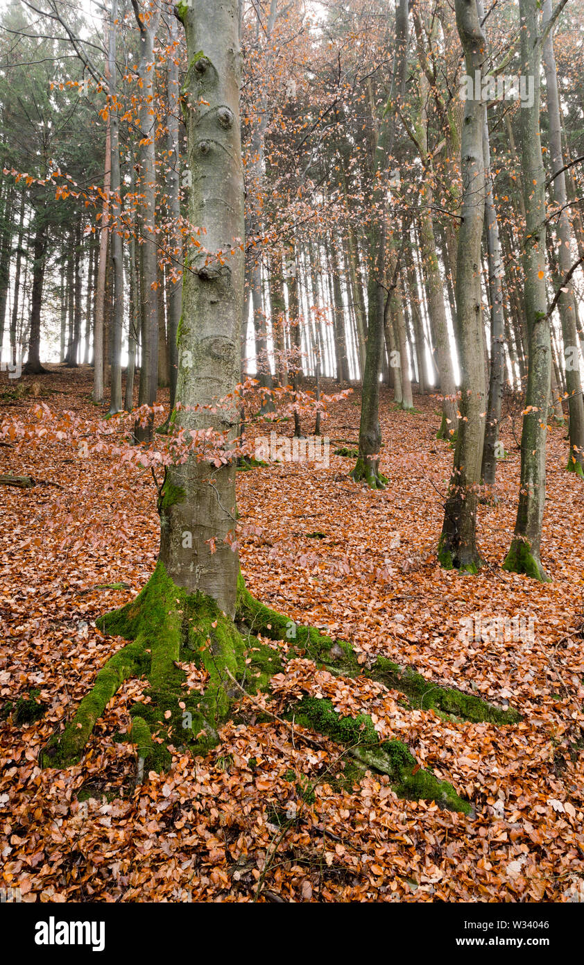 Idyllic forest scene during autumn Stock Photo - Alamy