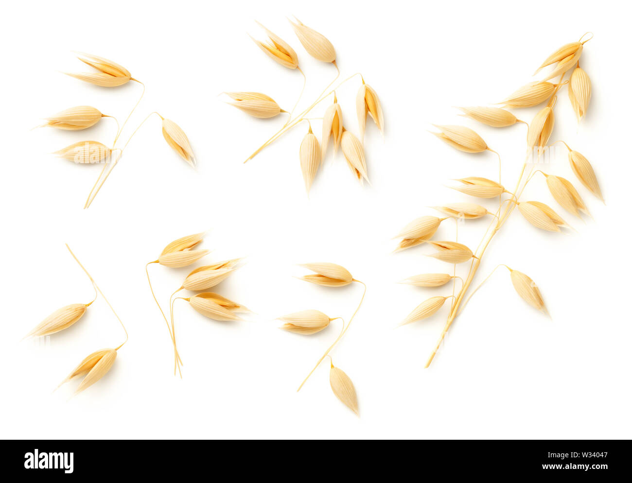 Oat plants isolated on white background. Top view, flat lay Stock Photo ...