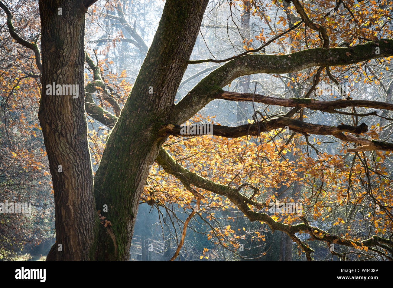 Tree trunks silhouette hi-res stock photography and images - Alamy