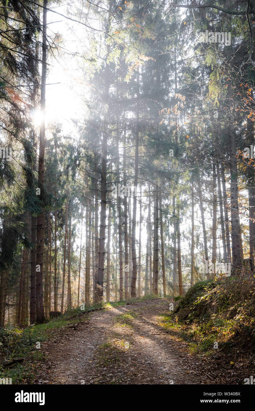 Idyllic forest hi-res stock photography and images - Alamy
