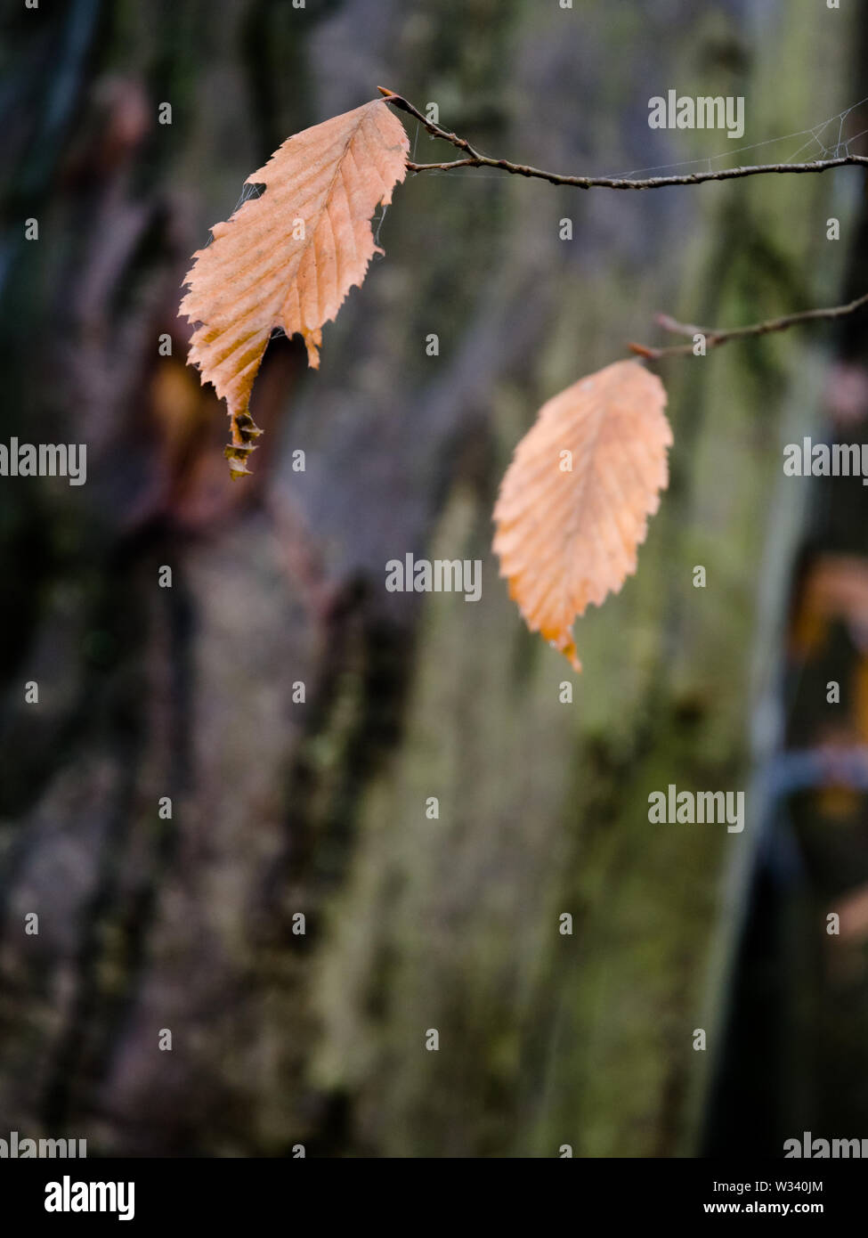 Two tree colors High Resolution Stock Photography and Images - Alamy