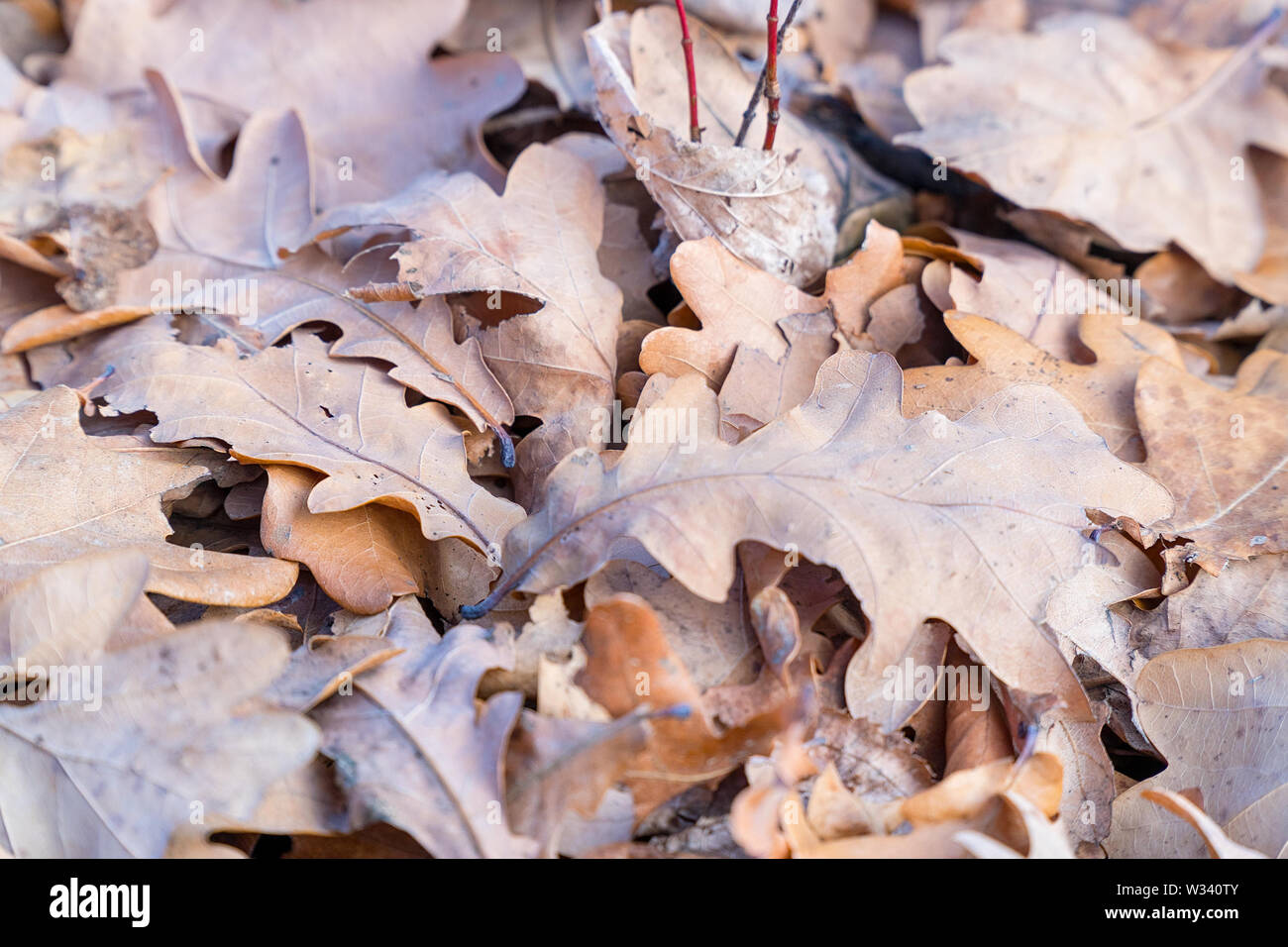 Fallen dry oak leaves hi-res stock photography and images - Alamy