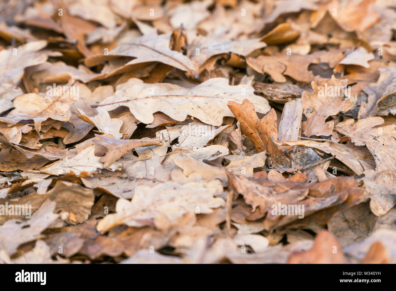 Dry fallen oak leaves on the ground. Selective focus Stock Photo - Alamy