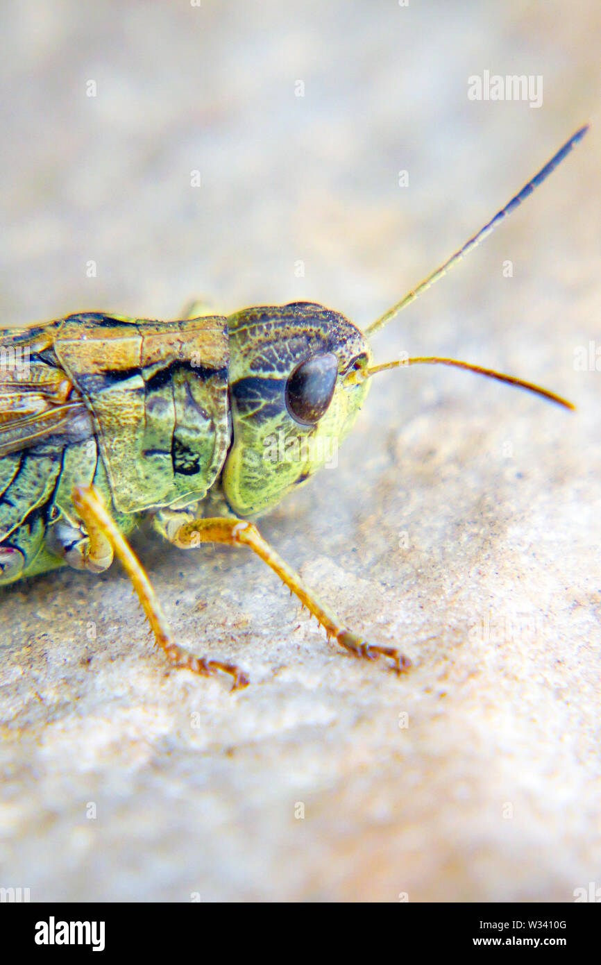 Locust Antenna High Resolution Stock Photography and Images - Alamy