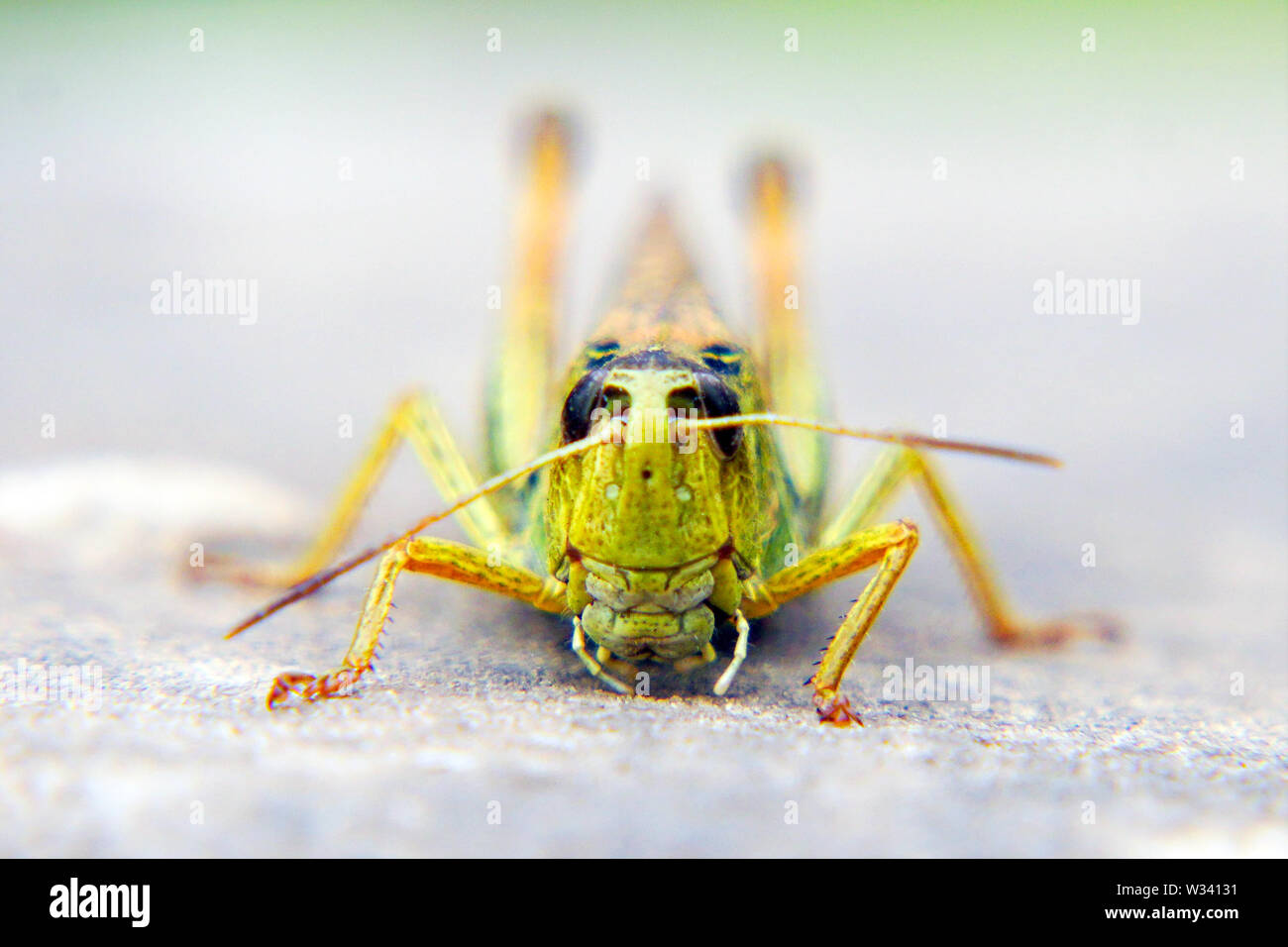 The head of a locust a closeup. Locust invasion Stock Photo - Alamy