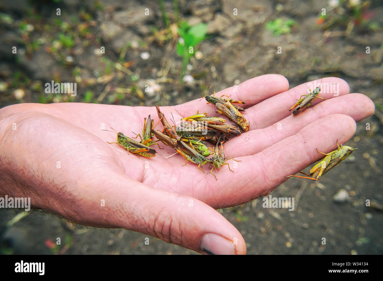 A lot of locusts on a man's palm. Locust invasion Stock Photo - Alamy