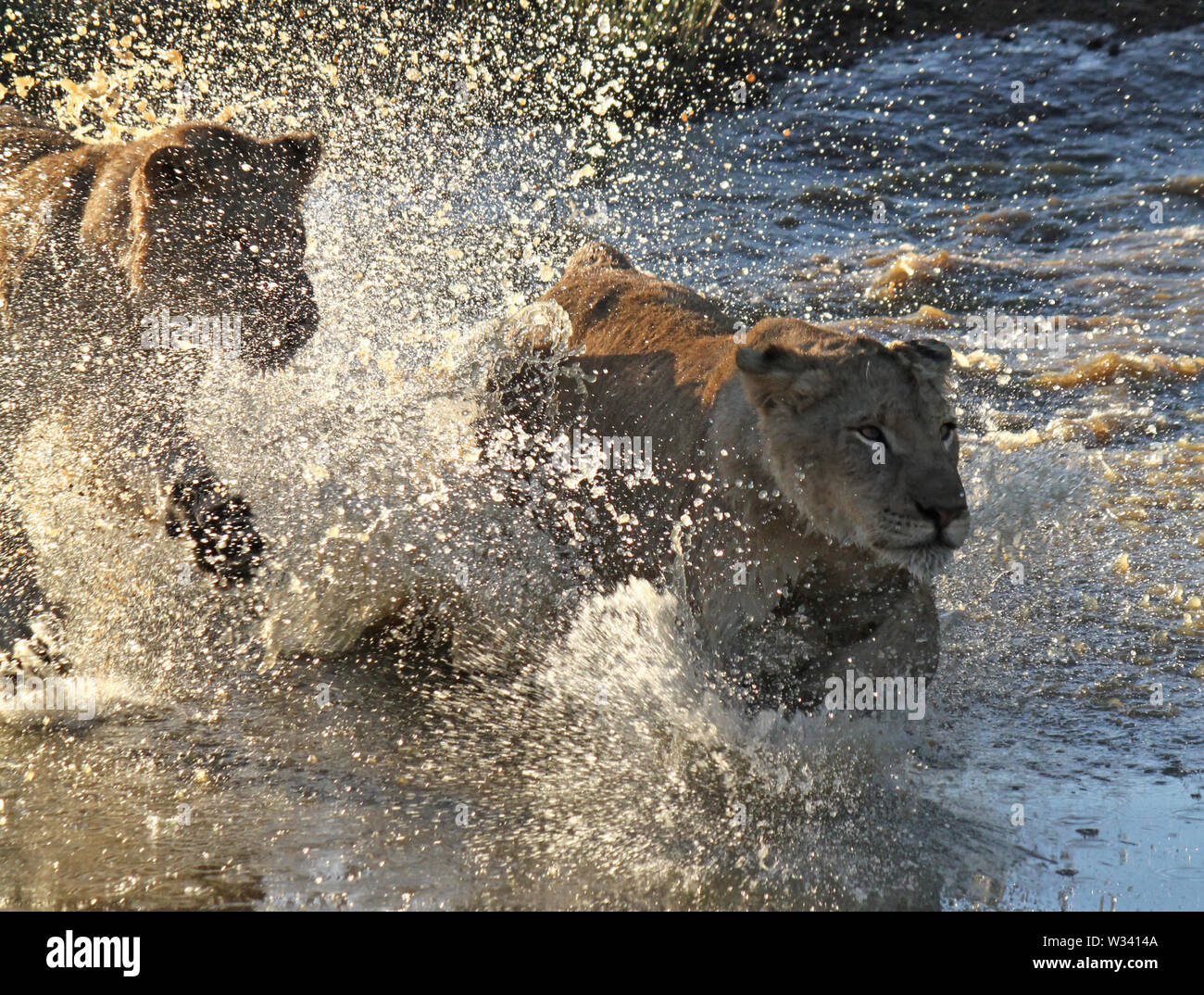 Young lion running hi-res stock photography and images - Alamy