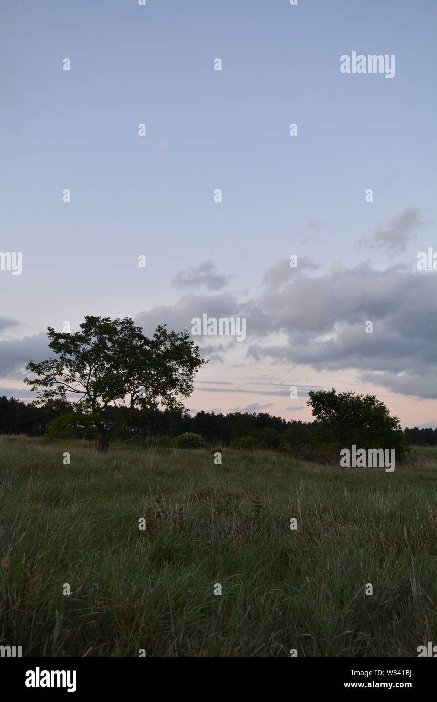 Landscape, shadowy trees with pastel shade sunset clouds Stock Photo ...