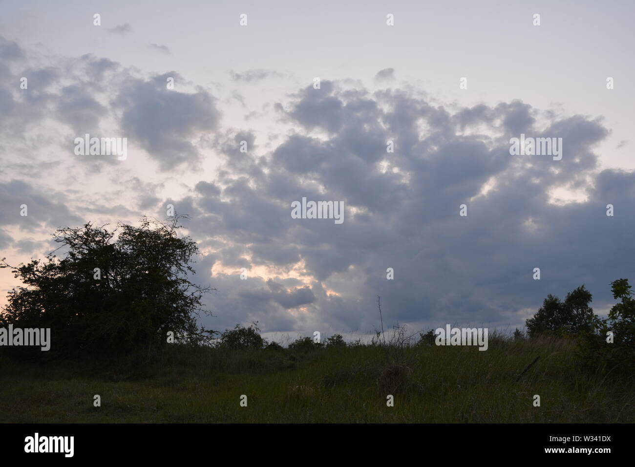 Landscape, shadowy trees with pastel shade sunset clouds Stock Photo ...